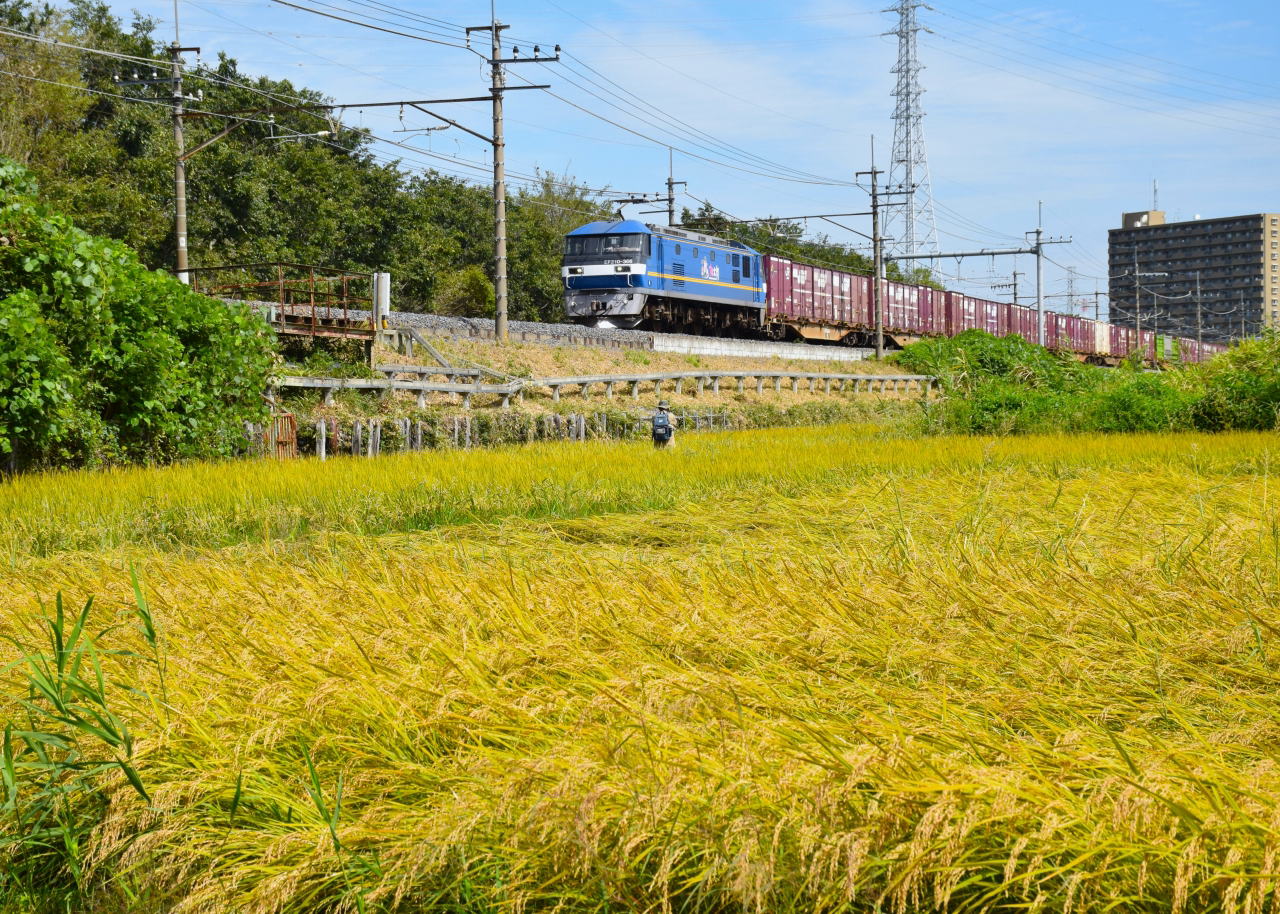 穣り過ぎて EF210-366 72ﾚ 隅田川発-東京ターミナル 東浦和-東川口 2025-09-25